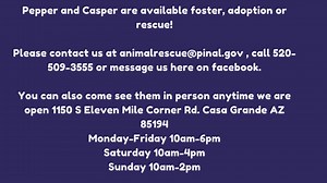 1.1K views · 107 reactions | Pinal County Animal Care and Control on Reels | Facebook