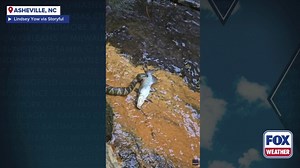WATCH: North Carolina snake swallows catfish whole in surprising attack