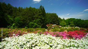 Azalea flower field and forest, Ueda, Nagano Prefecture, Japan