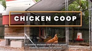 1.5K views · 15 reactions |  Commerce City: Where Backyards Buzz and Cluck!  Backyard chickens and bees are officially a go! Starting Friday, Aug. 2, you can apply for permits to keep your feathered and buzzing friends. Just remember, no ducks allowed and HOA rules still apply. Find more info and how to apply to join the urban farming fun at c3gov.com/E3 Video en español: youtu.be/ZliR8uOWzOA | City Government of Commerce City | Facebook