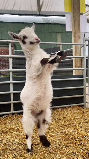 Our Pygmy goat is becoming a little star #pygmygoatsoftiktok #goatsoftiktok #dancer #cutefarmanimals