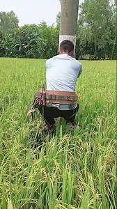 Lineman wooden pole climbing #electricalwork #electricity #climbing #woodenpole #safety #transformers #lineman #viralreelsfb | Lineman24.com