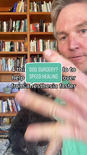 How to speed anesthesia recovery after dog surgery #surgery #dogsurgery #recovery #speedhealing #doganesthesia