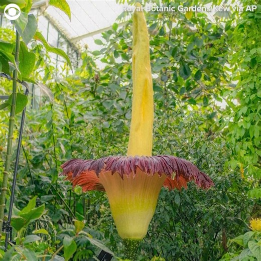 RARE BLOOM: Timelapse video captured an endangered Titan arum, or corpse flower, blooming at the botanical garden in London. The rare unpredictable bloom started overnight on Tuesday (6/18) and was likely only to last until Wednesday. The flower gets its name from the dead-body odor it emits to attract pollinating insects that feed on flesh. | CBS Newspath