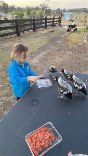 Josh Neille | Just a quick note, legends: A few people pointed out the tray of mince on the table — totally fair. It’s actually lean venison mince that... | Instagram