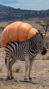 138K views · 2.4K reactions | A Touching Story: A Lion Cub and a...