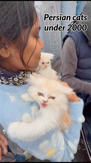 (Under 2000 persian cats 🐈‍⬛) #pets #petsmarket #turtle #shorts