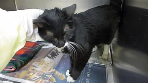 1.4K views · 91 reactions | RESCUED! EINSTEIN - ID #A160562...