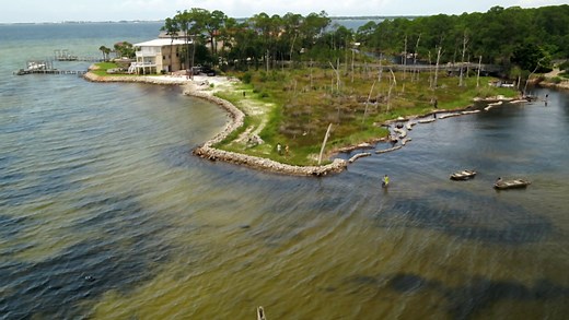 'Living shorelines' use oyster shells and marsh grass to reverse coastal erosion