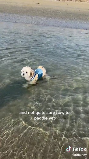 Training Your Pomapoo to Swim: Step-by-Step Guide