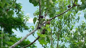 Fig tree with several fig fruits growing on its branches while the wind is blowing