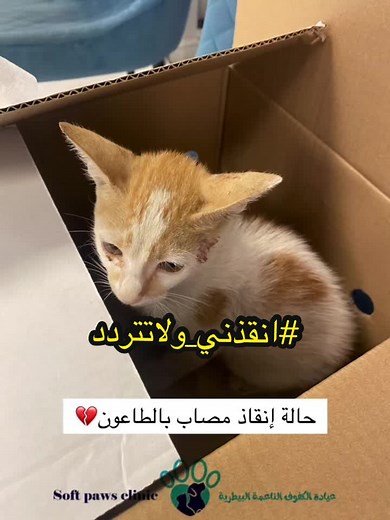 إنقاذ قطط في عيادة الكفوف الناعمة