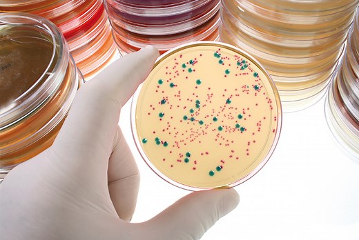 Mole­cular Life Sciences studieren an der Uni Hamburg - MIN studieren