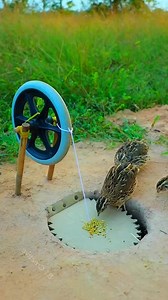 Easy Creative ldea - Quail Birds - Unique Bird Catching Using Cardboard Box #EasyCreativeldea #QuailBirds #UniqueBirdCatching #drdre #diadelpadre #fathersday #viralreels #foryou #usa #billionsfashion #bigdog #fyp | Wild BIRDS