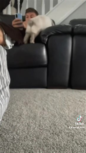 Blissy big jumps 😍🤭 #houserabbit #rabbits #bunnyrabbit #bunnyoftheday #rabbit #bun #pets #bunniesworldwide | Thumper & Bliss