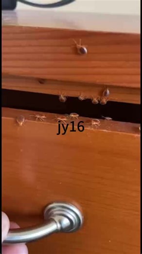 Long-Lasting Bed Bug Spray for Effective Home Protection