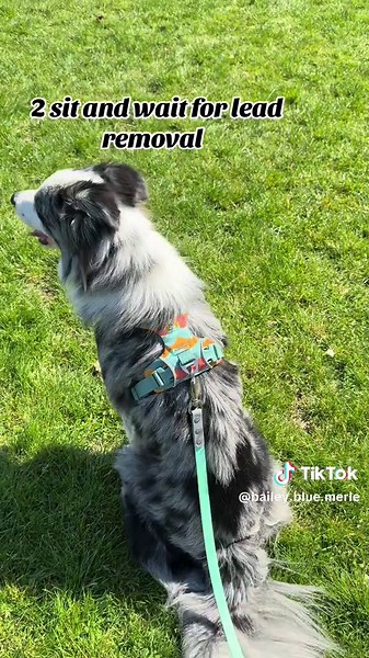 5 Essential Dog Training Practices for Every Walk