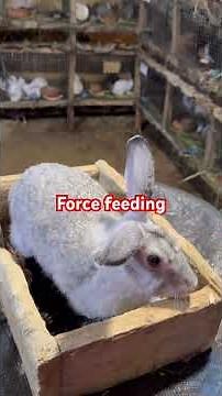 One of the most difficult practice in Rabbit breeding is Force feeding .