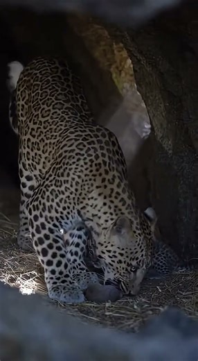 Leopard Momma and Her Adorable Cubs! 🐆🥺❤️ So Precious! - Must Watch!