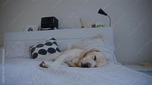 Labrador puppy sleeping in the bed at home. Labrador Retriever chilling in the house. Dog relaxing in bed. Gentle and loyal dog breeds, cute puppy taking a nap in the bedroom, late afternoon, calm dog