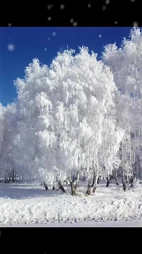 Beautiful Winter Landscapes with Snow-Covered Trees