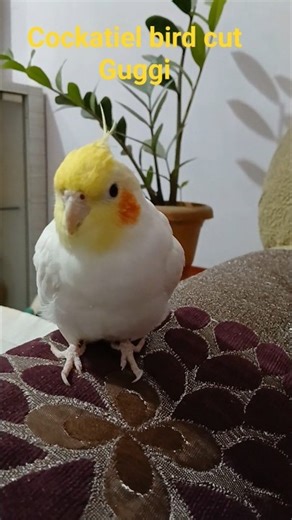 #rap #music #newmusic #cockatiel #Mycockatielbirdguggu#viralsong 🎶🕊✨️💕
