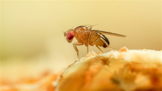 AI model predicts fruit fly embryo development at single-cell resolution