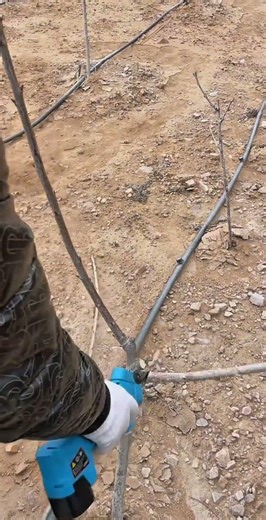 How to young cherry tree for maximum growth #pruning #farming #gardening