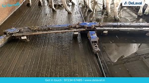 Automatic Cleaning of Dairy Farm Keep your farm clean and your cattle healthy with the DeLaval Manure Scraper! This efficient tool ensures a hygienic environment, reducing the risk of disease while improving animal comfort. A cleaner farm means better productivity and happier animals! #DeLavalIndia #FarmHygiene #CleanFarm #manurescraper #mastitis #californiamastitistest #cmttest #sahiwalcow #desicowmilk #desicow #DeLaval #dairyfarms #WeLiveMilk #farm #dairyfarmers #milkproducts #milkingmachines 