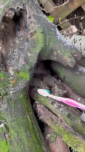 51K views · 4.2K reactions | Don’t forget your toothbrush A video to make you smile Have you ever seen a wild mouse having it teeth brushed #mouse #Toothbrush #funny #smile #laughter | The Mouse family that live by the brambles | Facebook