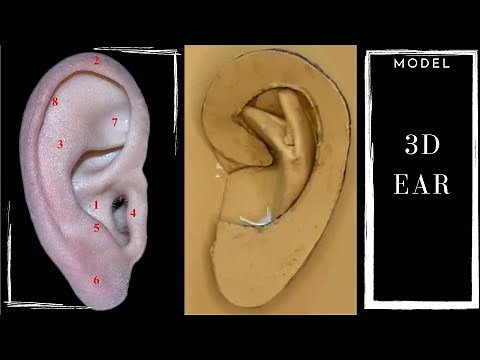 How to make basic shape of a Human Ear in 3D using Paper | Human Ear in Cardboard/Construction Paper