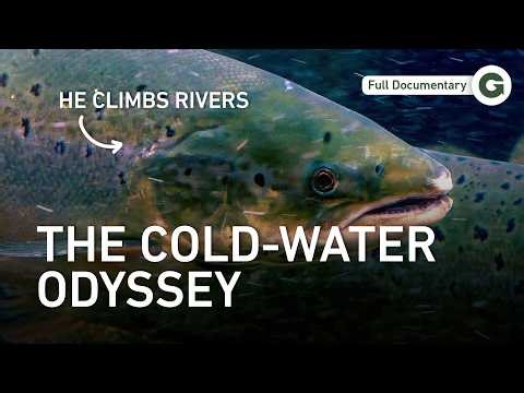 Norway’s Seasonal Shift: Among Majestic Fjords and Fells During Springtime | Full Documentary