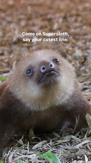 Did you know sloths make sounds? Two-fingered sloth babies call their mothers with this adorable “meep” sound. Once they become adults, two-fingered sloths stop vocalizing and become mostly silent animals, unless they feel threatened, in which case they can hiss a little! Visit our Slothopedia to learn more about sloths, research, and conservation. Find the link in our bio and stories! . . #slothfacts #sloth #cute | The Sloth Conservation Foundation