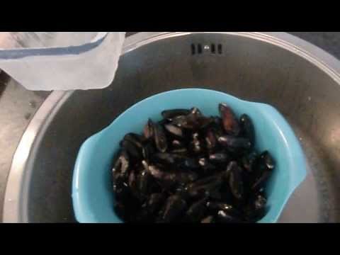 HOW TO COOK : Easy, quick and delicious mussels!