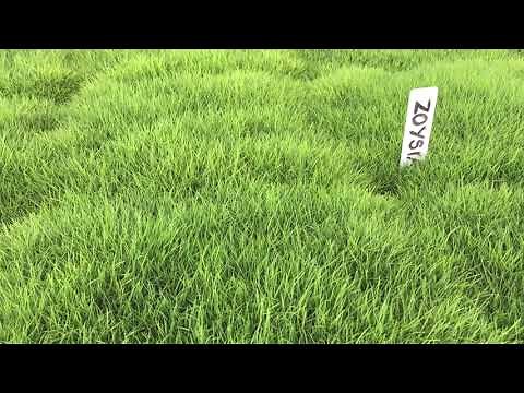 No Mow Grass - Zoysia tenuifolia