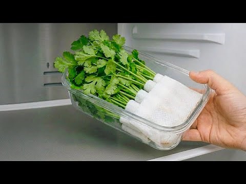 That's How I Preserve Cilantro for 1 Year – No Spoilage, No Freezer Needed! | Click DIY