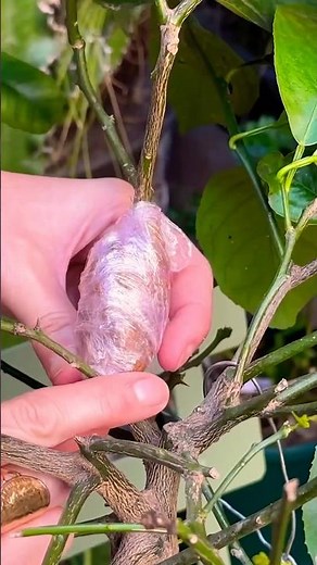 Lemon tree cuttings using air layering... to get beautiful lemons 🍋