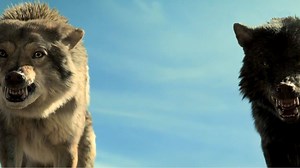 How Do One Deal With Pack Of Wolves 🙄 ----------------------------------------------------------- #zoomzoom #zoommovie #actionmovie #adventuremovie | Zoom Zoom