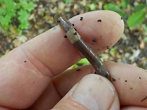 Gardening column: What are jumping worms and how do you get rid of them?