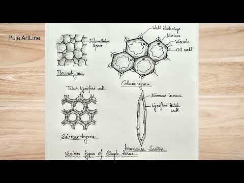 Simple tissue Diagram parenchyma collenchyma sclerenchyma/Biology class/Science project/practical