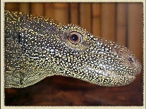 1000's of snakes and lizards : SnakeBytesTV