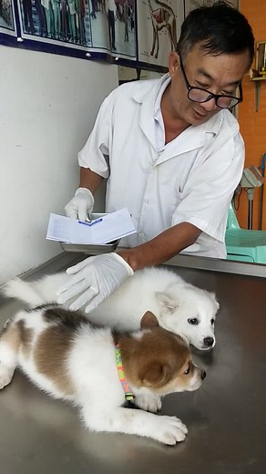 គ្លីនិកសត្វសាន នៅលើ TikTok