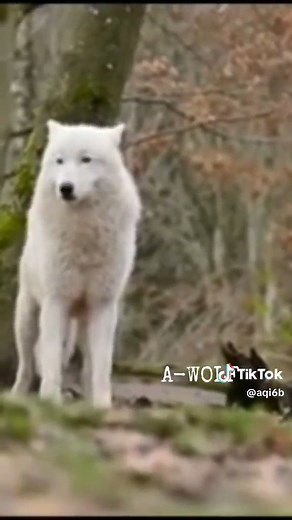 They who keep company with wolves will learn to howl. | We are the Alpha Wolves