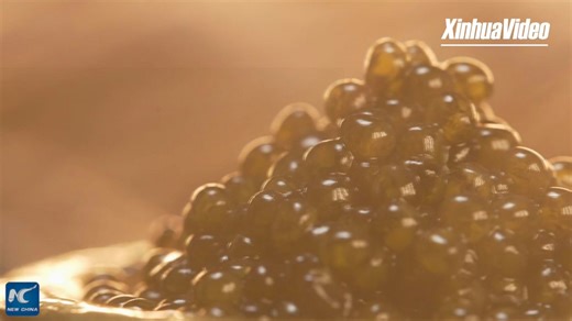 From foie gras and caviar to salmon, China is upgrading its agricultural sector with advanced breeding and full-chain standards, sending premium delicacies to both domestic and overseas markets. | China Xinhua News