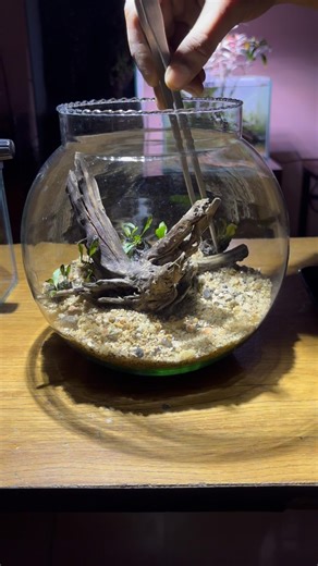 Propagating java ferns #propagation #aquaticplants #plantedbowl