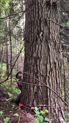 Skill over strength. Timing over force. This is how a true woodsman works #wood #asmr #shorts