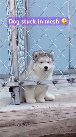 Dog 🐕 stuck in mesh 🤣 #shorts #dog