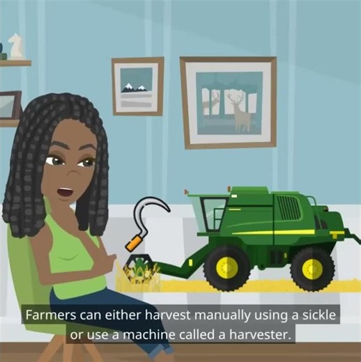 Harvesting and Storage (Elementary Science Class 8: Crop Production and Management)