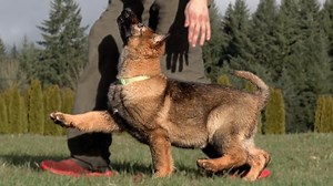 11K views · 760 reactions | Advanced Working Ability from Trained Puppy Riko! | Kraftwork K9 Pro German Shepherds | Facebook