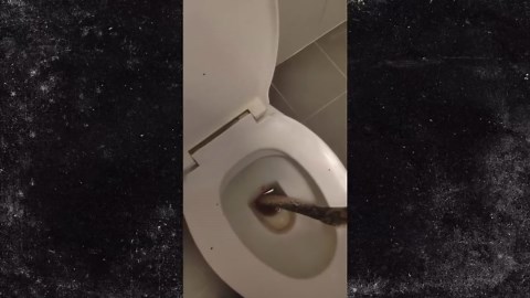Man Says Python Bit His Balls While He Was Sitting on Toilet